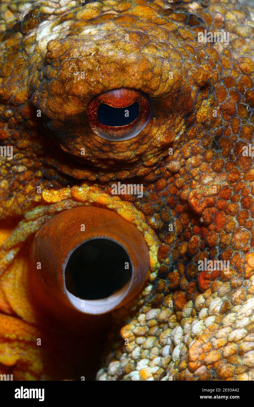 Octopus, Octopus eye Stock Photo - Alamy