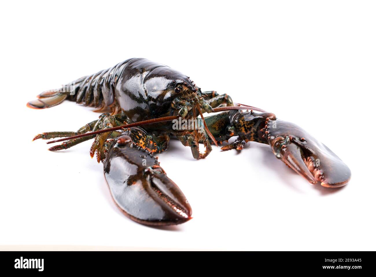 Common Lobster High Resolution Stock Photography and Images - Alamy