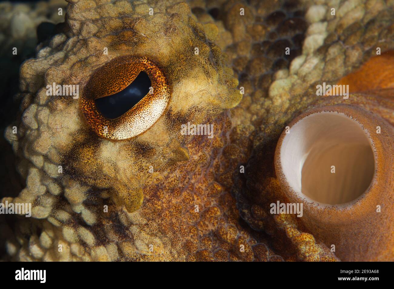 Octopus, Octopus eye Stock Photo - Alamy