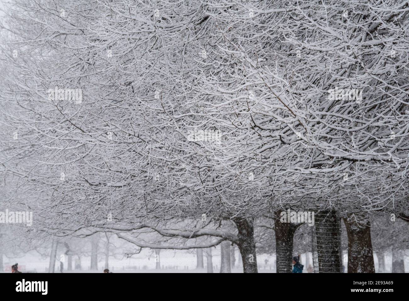 A snow storm at Wollaton Park, Nottingham Nottinghamshire England UK ...