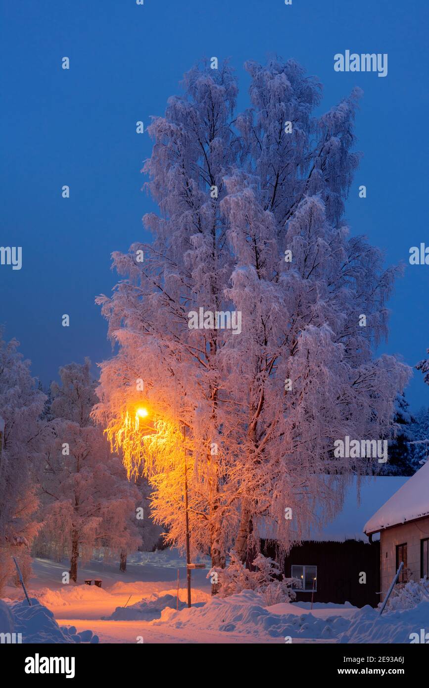 trees crystallized from the cold in Lapland during the winter Stock ...