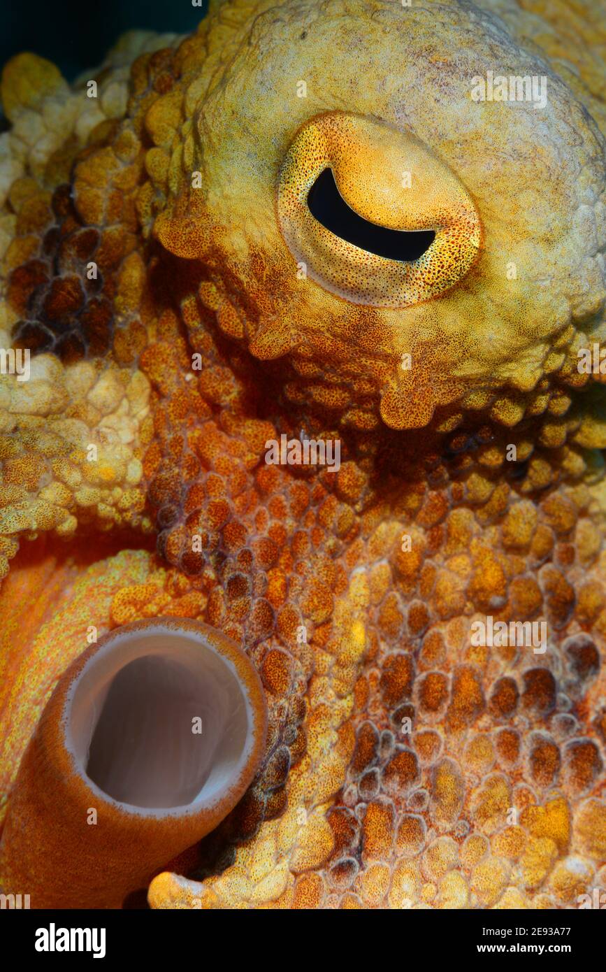 Octopus, Octopus eye Stock Photo - Alamy