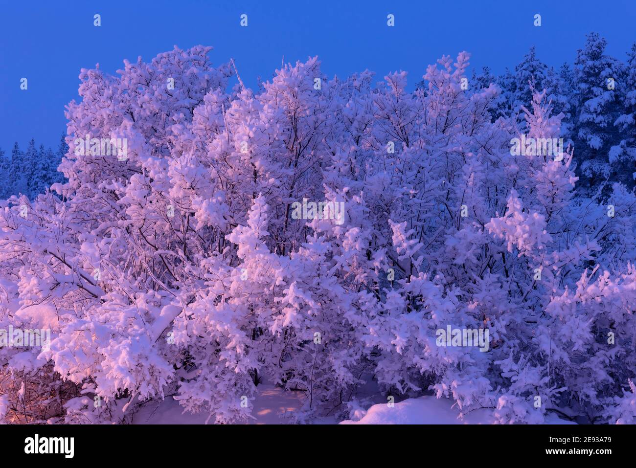 trees crystallized from the cold in Lapland during the winter Stock ...