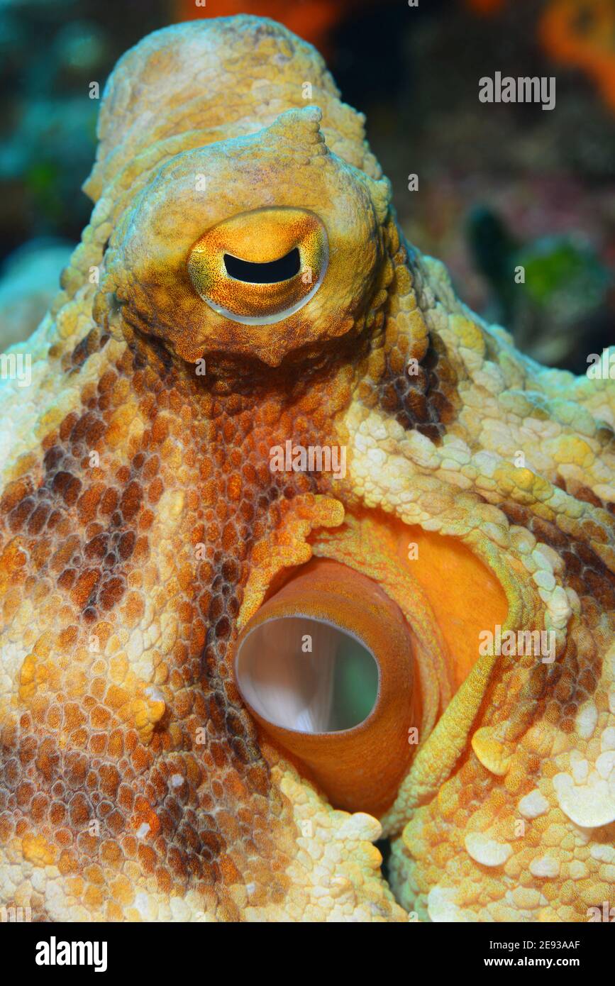 Octopus, Octopus eye Stock Photo - Alamy