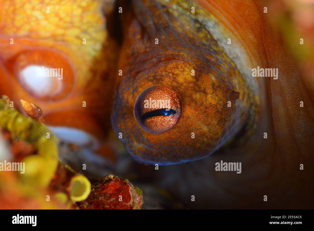 Octopus, Octopus eye Stock Photo - Alamy