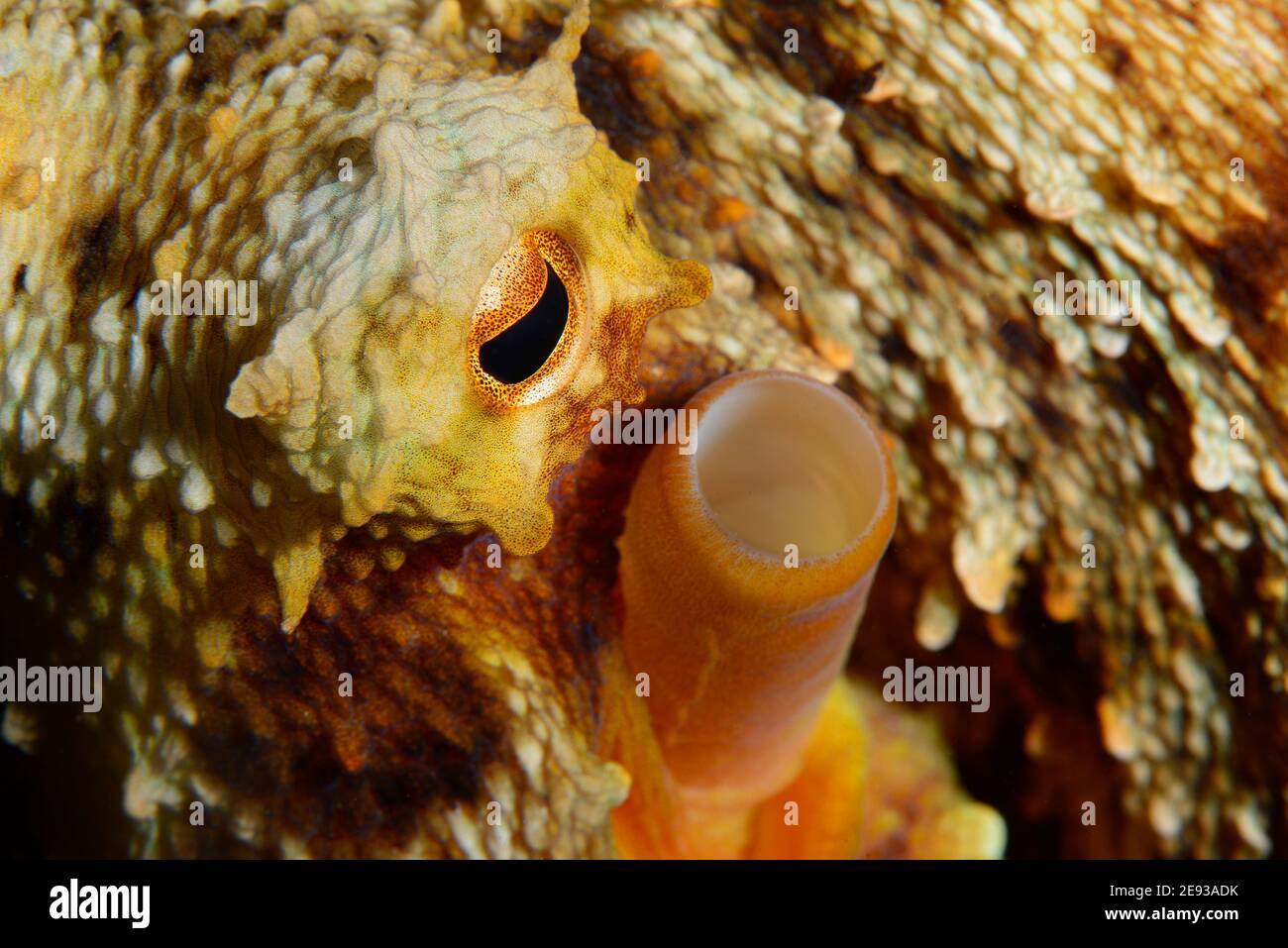 Octopus, Octopus eye Stock Photo - Alamy