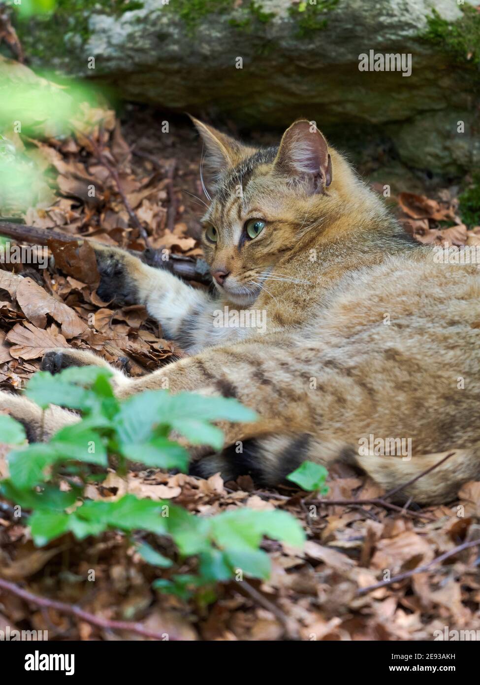 European wildcat felis silvestris silvestris hi-res stock photography ...