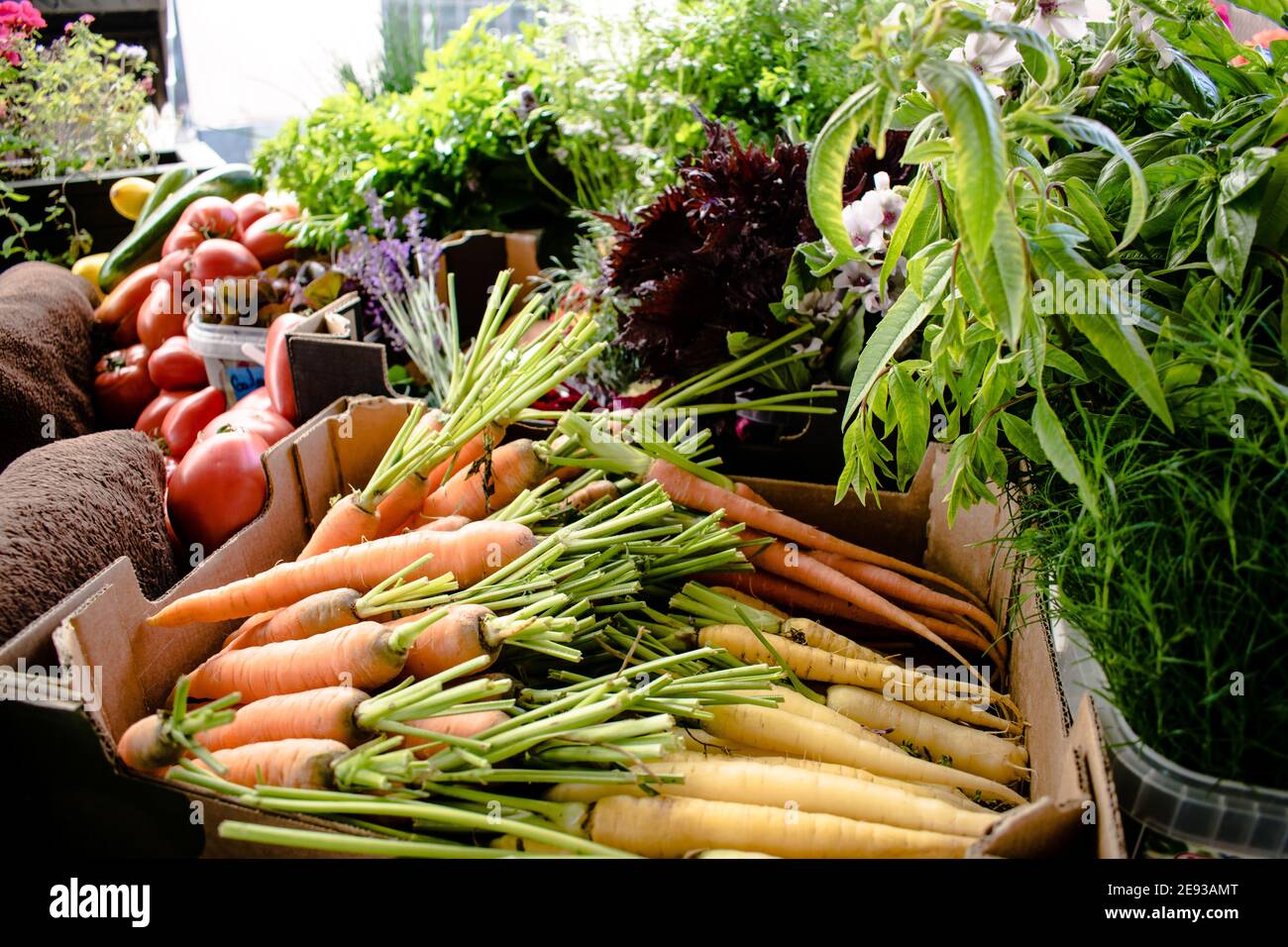 Assorted vegetables straight from the farm to restaurant Stock Photo ...