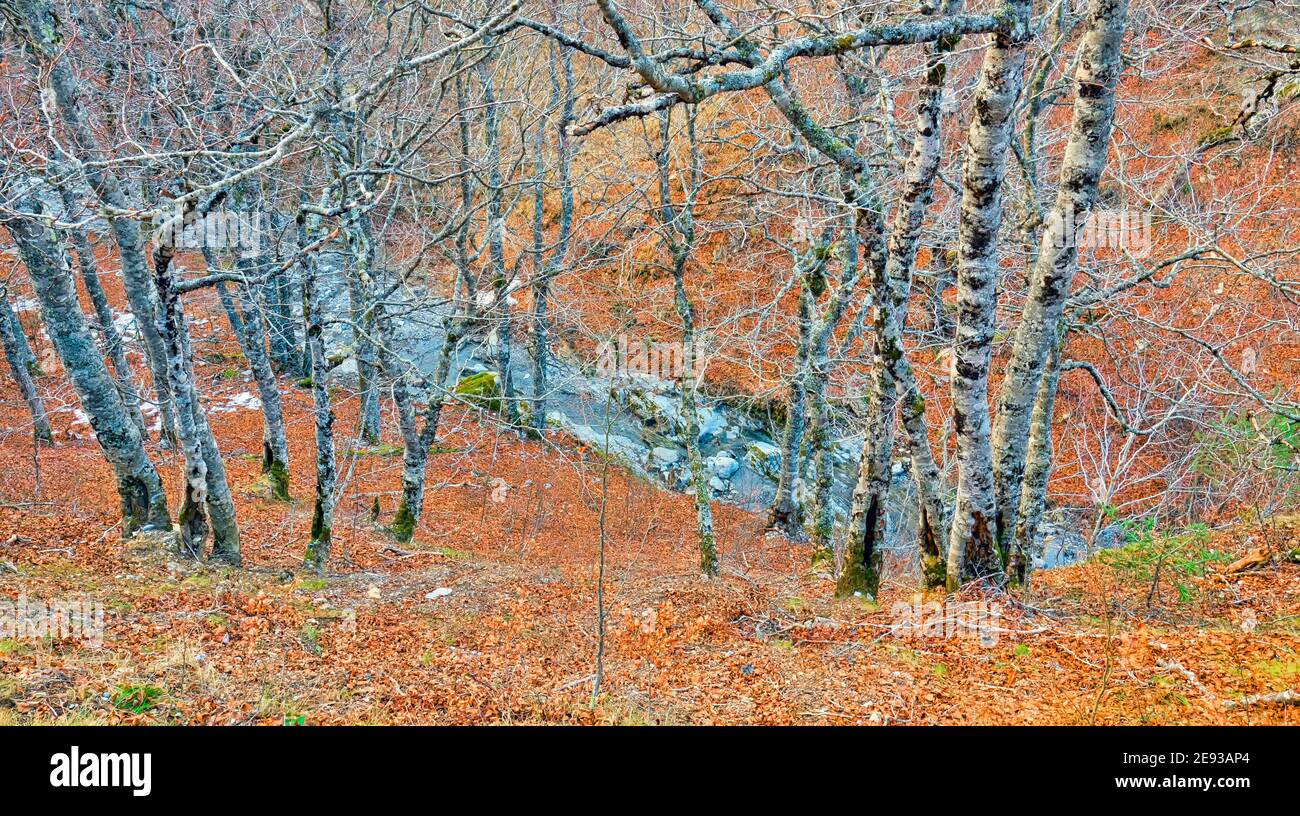 Petrechema River, Beech Forest of Gamueta, Linza Valley, Valles ...