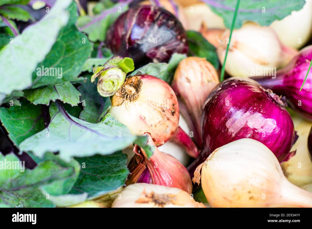 Assorted vegetables straight from the farm to restaurant Stock Photo ...