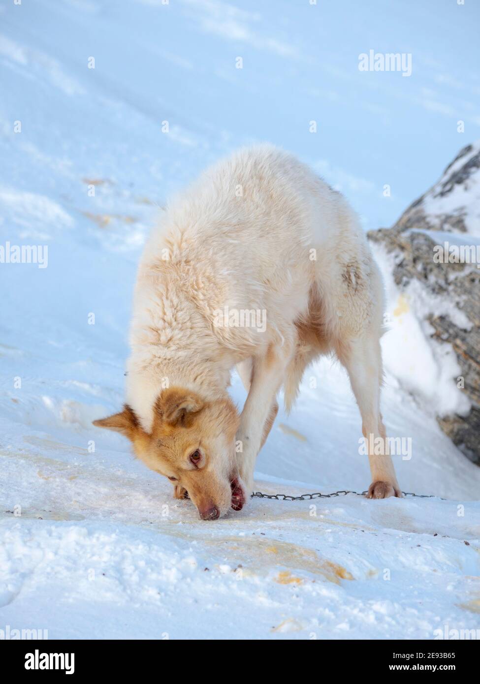 Feeding of a dog with seal meat. Sled dog in the northwest of Greenland ...