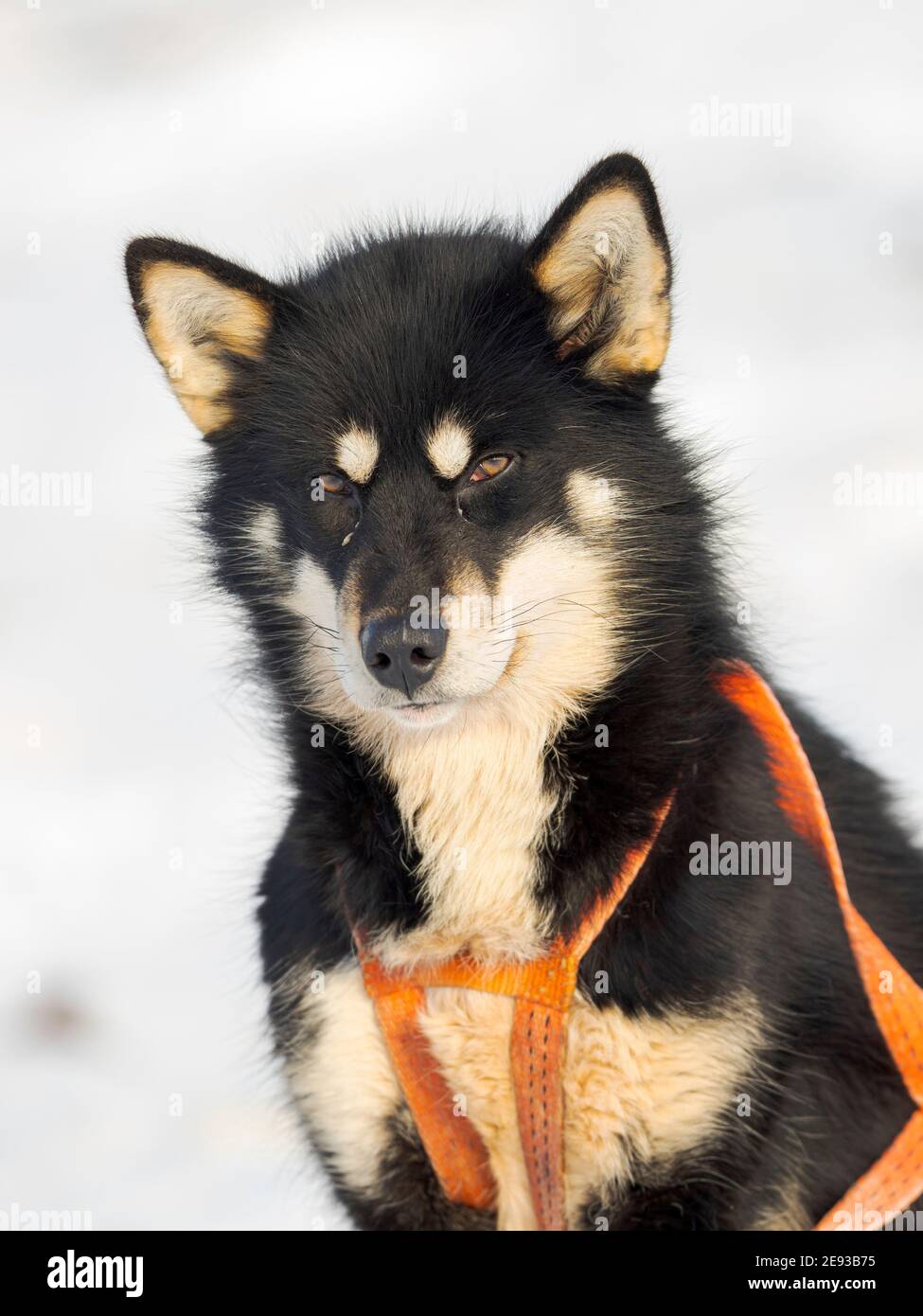 Sled dog in the northwest of Greenland during winter. Kullorsuaq, a ...