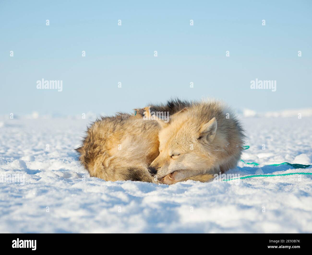 Sled dog in the northwest of Greenland during winter on the sea ice of ...