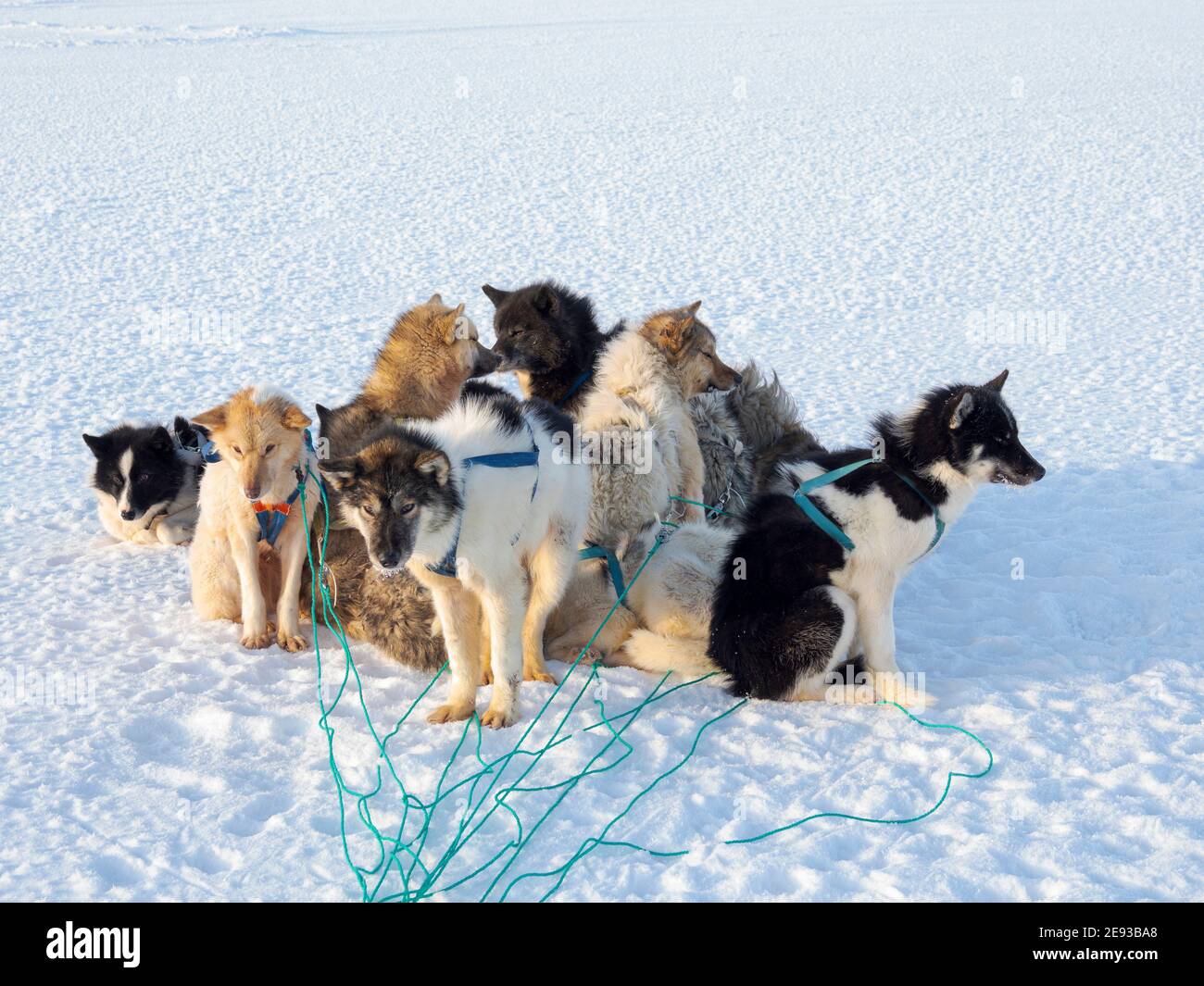 Inuit dog team hi-res stock photography and images - Alamy