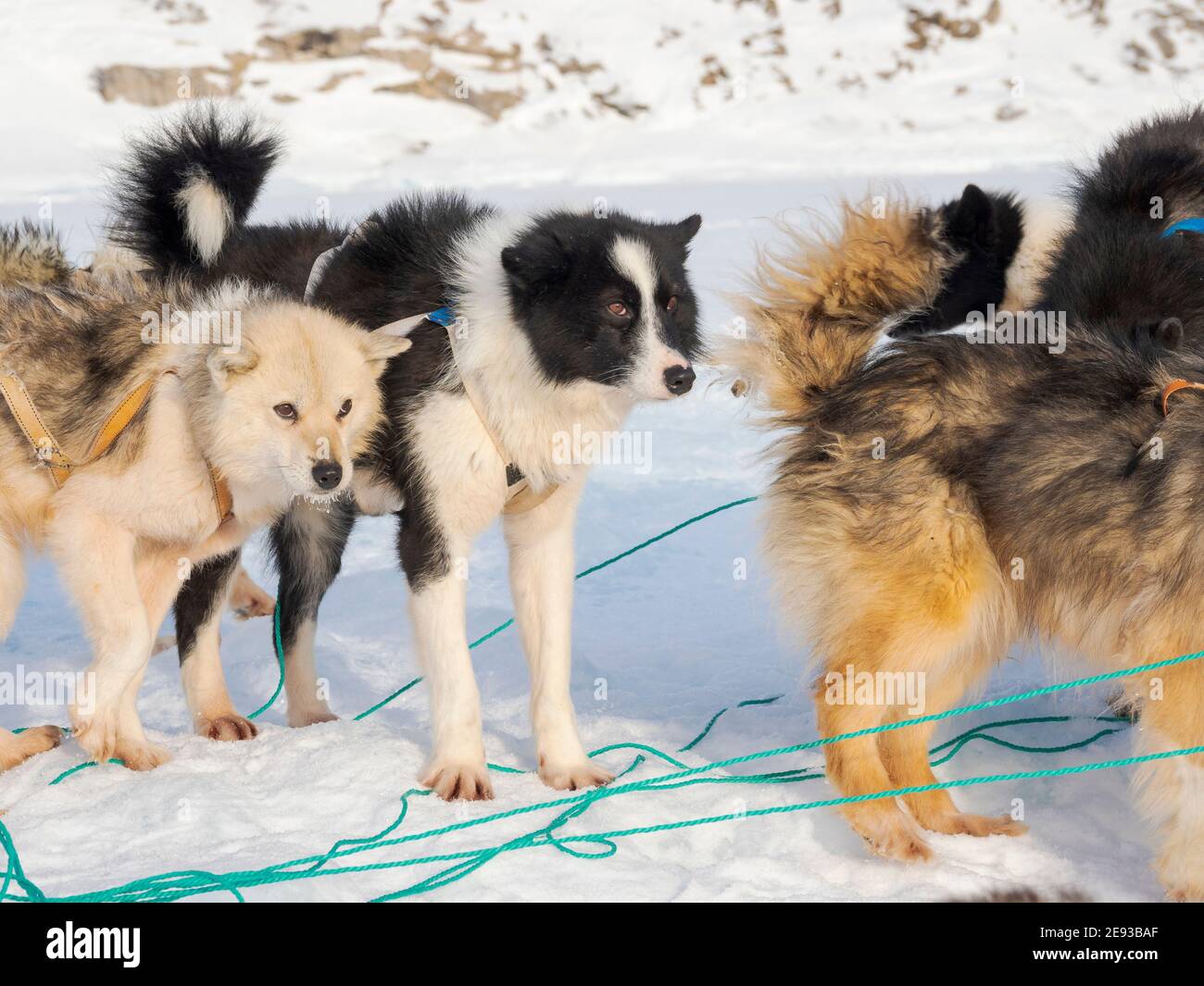 Inuit dog team hi-res stock photography and images - Alamy