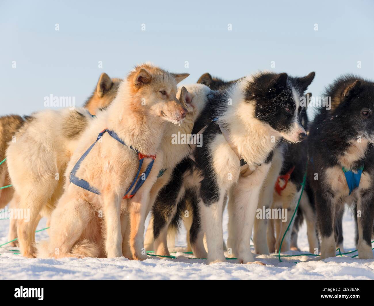 Inuit dog team hi-res stock photography and images - Alamy