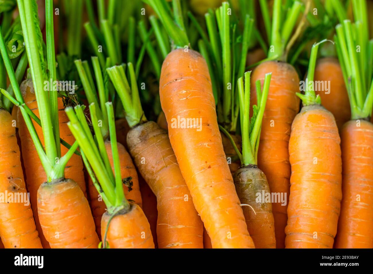 Assorted vegetables straight from the farm to restaurant Stock Photo ...