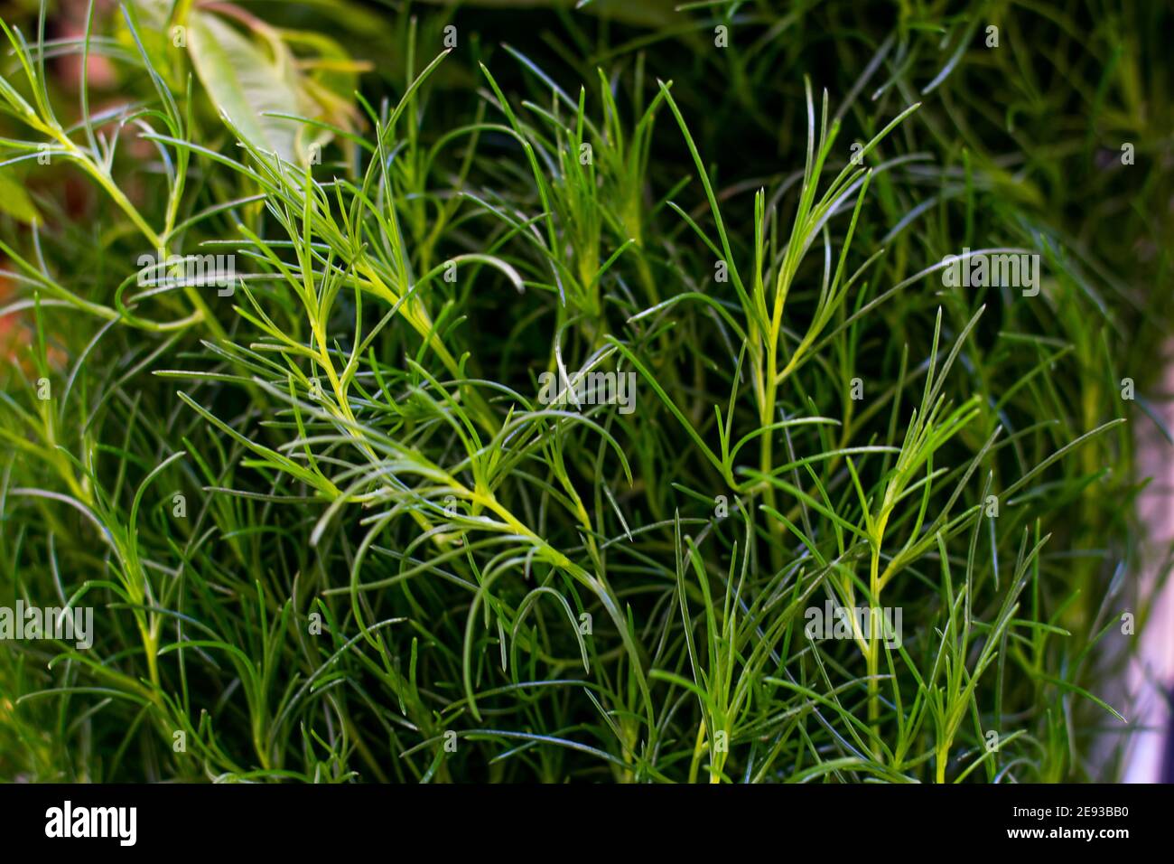 Assorted vegetables straight from the farm to restaurant Stock Photo ...
