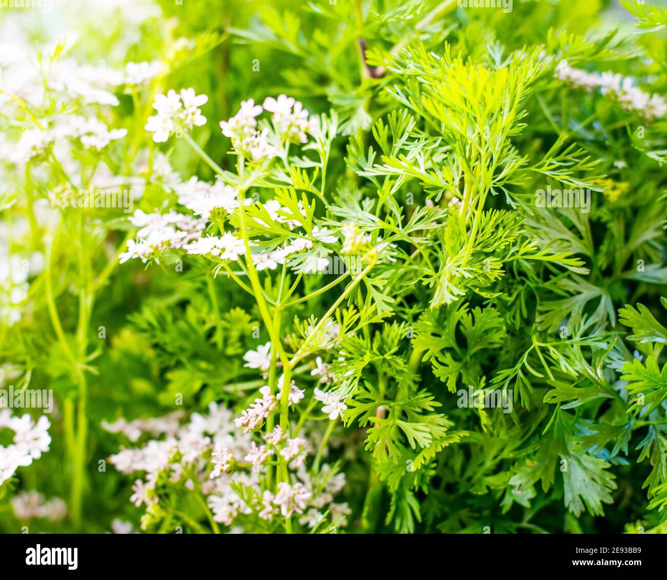 Assorted vegetables straight from the farm to restaurant Stock Photo ...