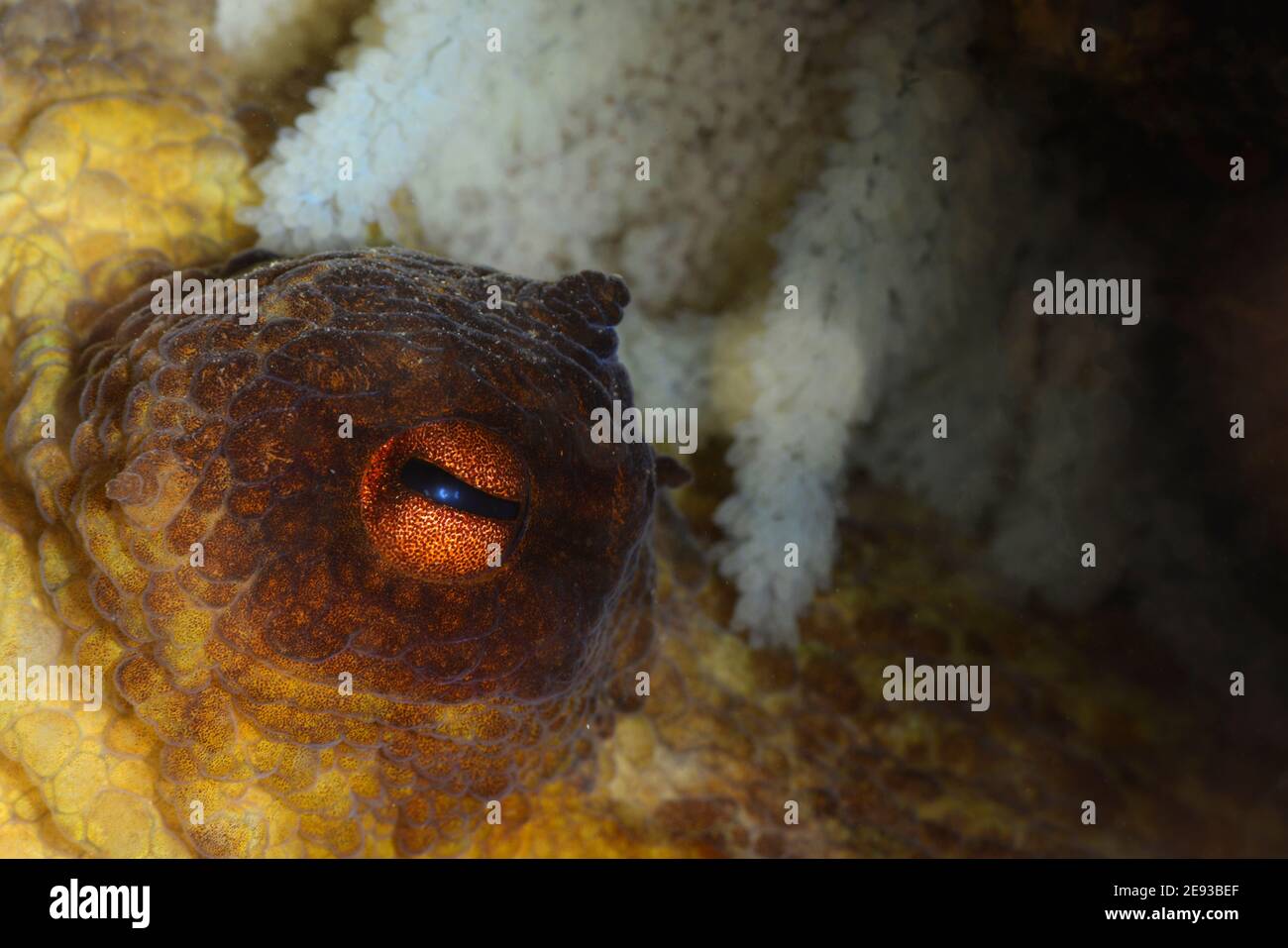 Octopus egg. Octopus waiting for eggs. Octopus vulgaris Cuvier Stock ...