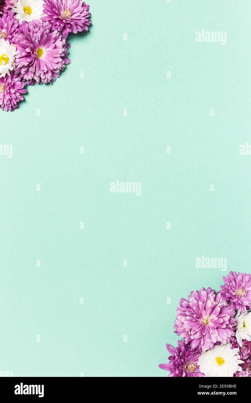 Flowers composition. Frame made of flowers on pastel green background ...