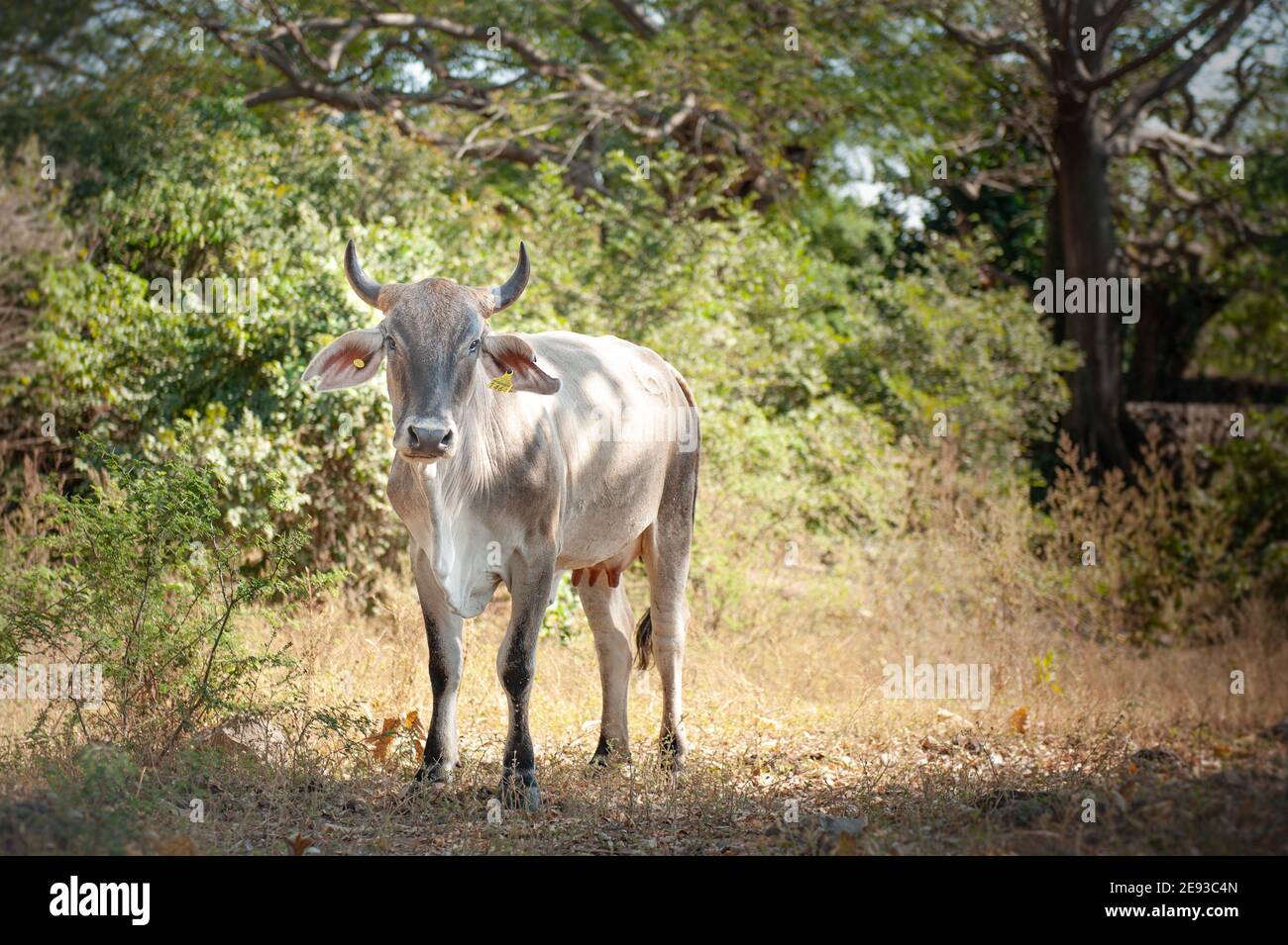 Cow visible hi-res stock photography and images - Alamy