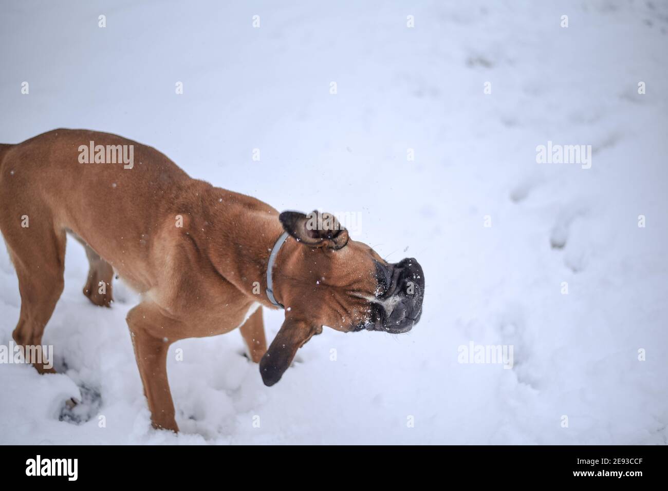 Brown bulldog walking in the snow-covered backyard of a house covered ...