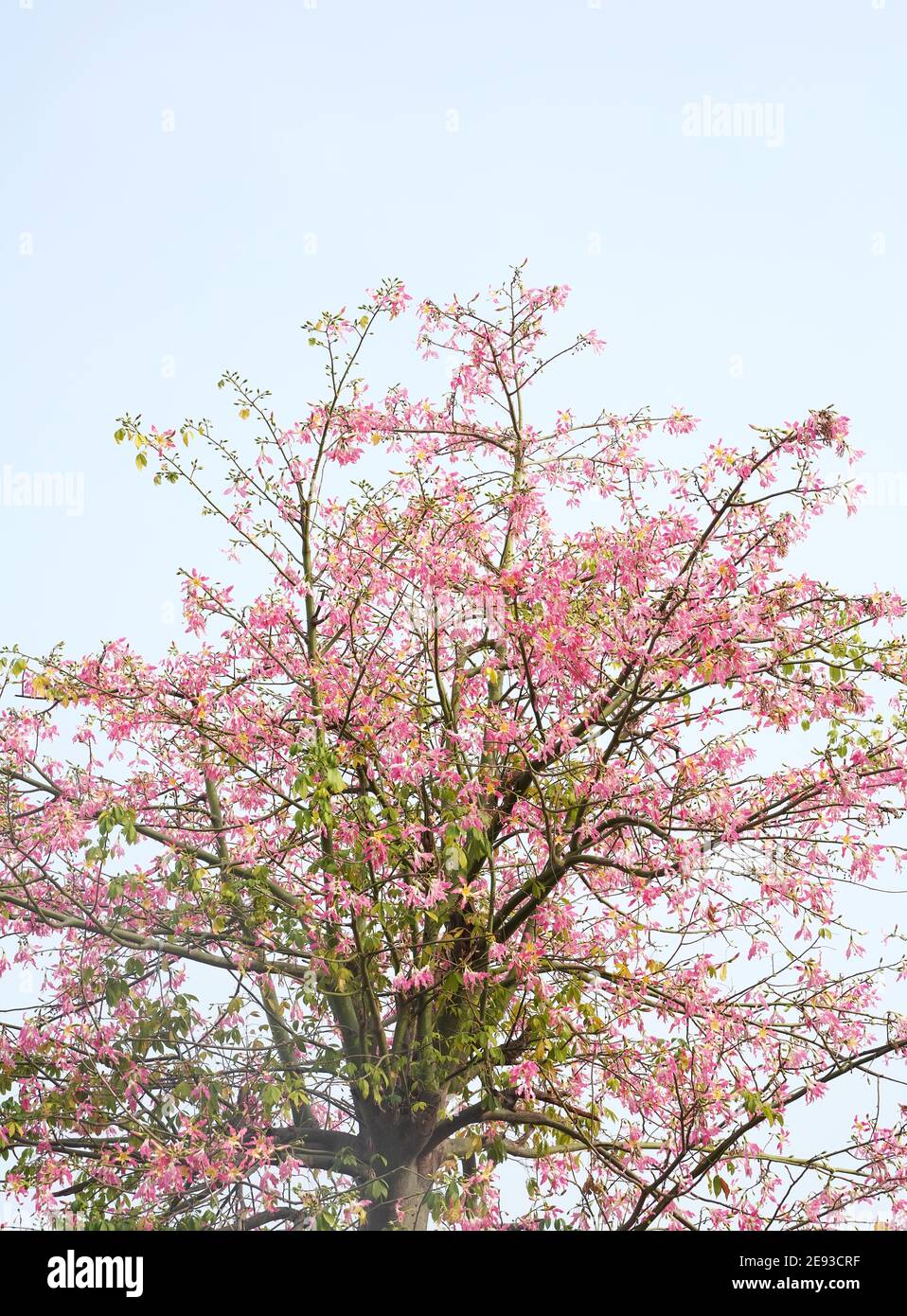 pink silk floss tree flower isolated on blue sky background Stock Photo ...