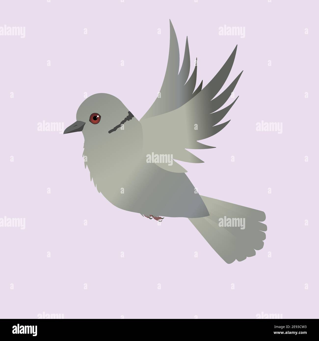 Collared dove flying flight Stock Vector Images - Alamy