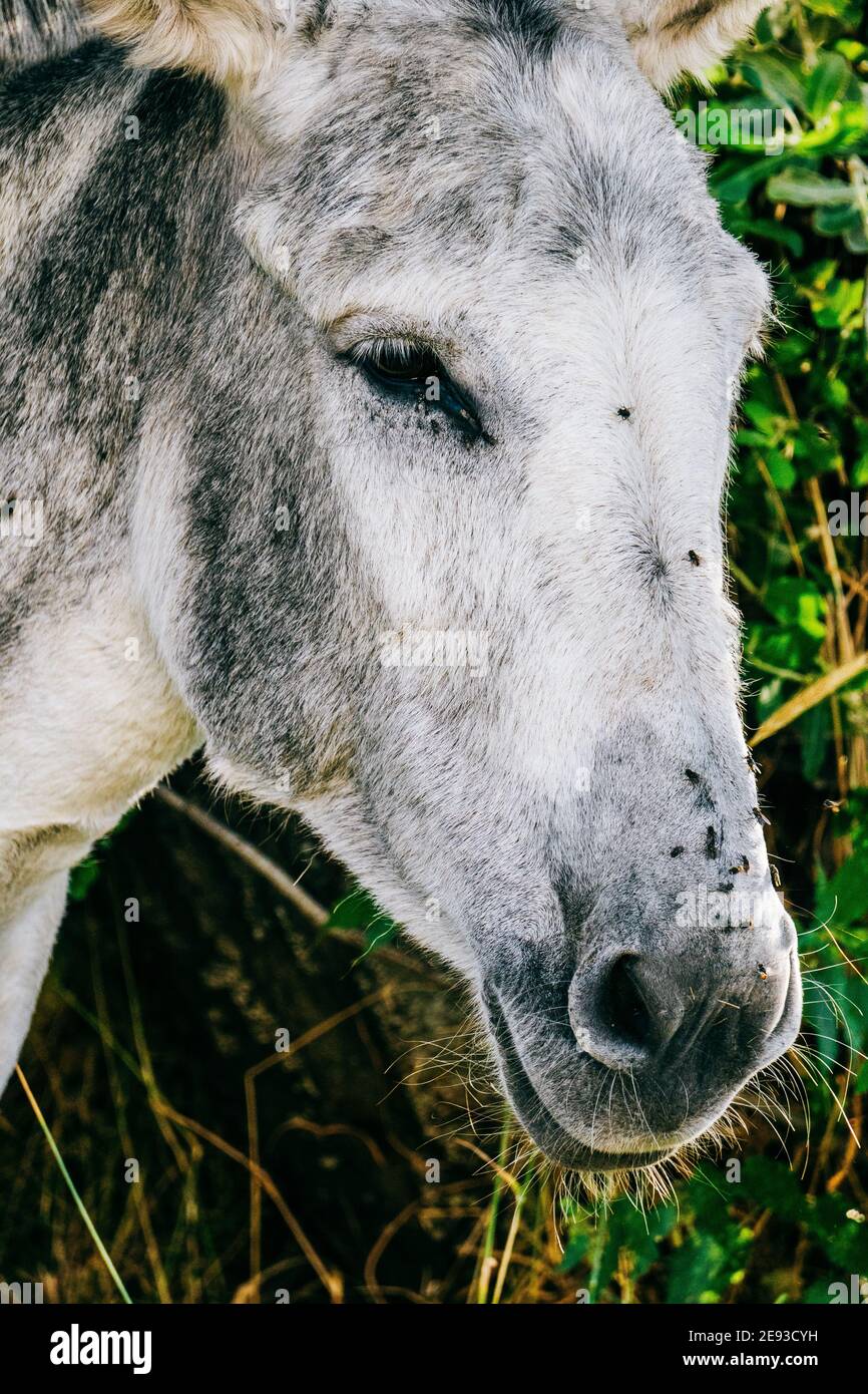Vertical closeup shot of the head of a donkey with flies on it Stock ...