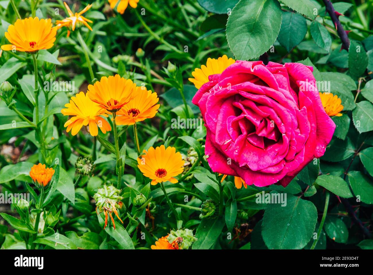 A red rose in Gardens of Alcazar, Castle of the Christian Monarchs ...