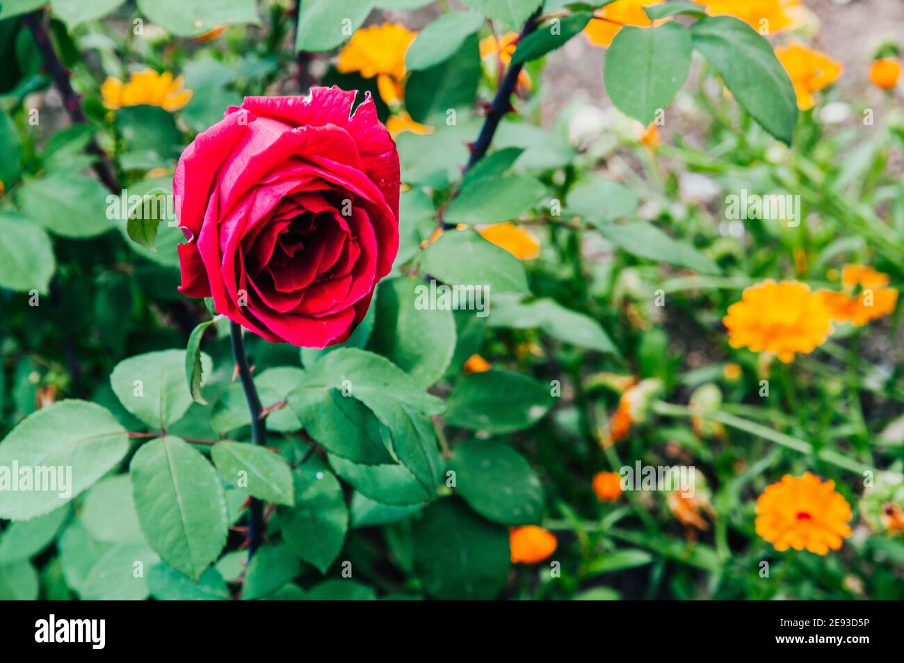 A red rose in Gardens of Alcazar, Castle of the Christian Monarchs ...