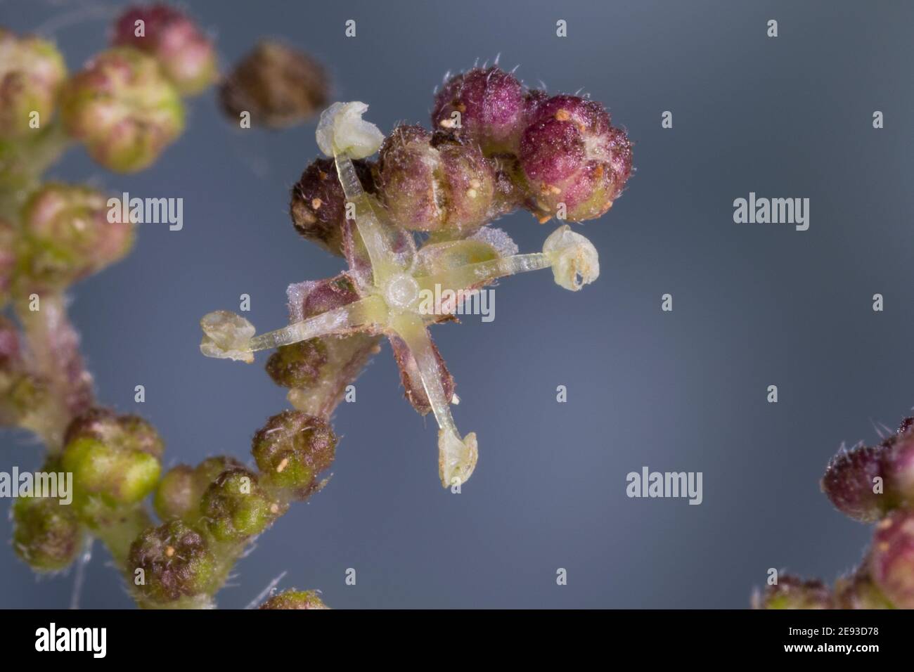 Mannliche pflanze hi-res stock photography and images - Alamy