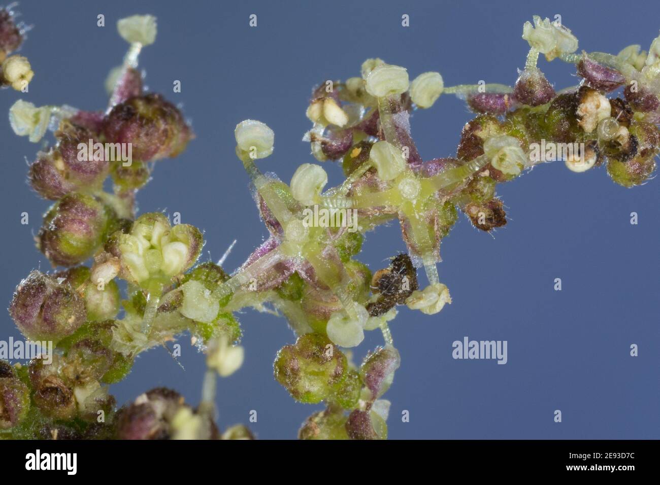 Mannliche pflanze hi-res stock photography and images - Alamy