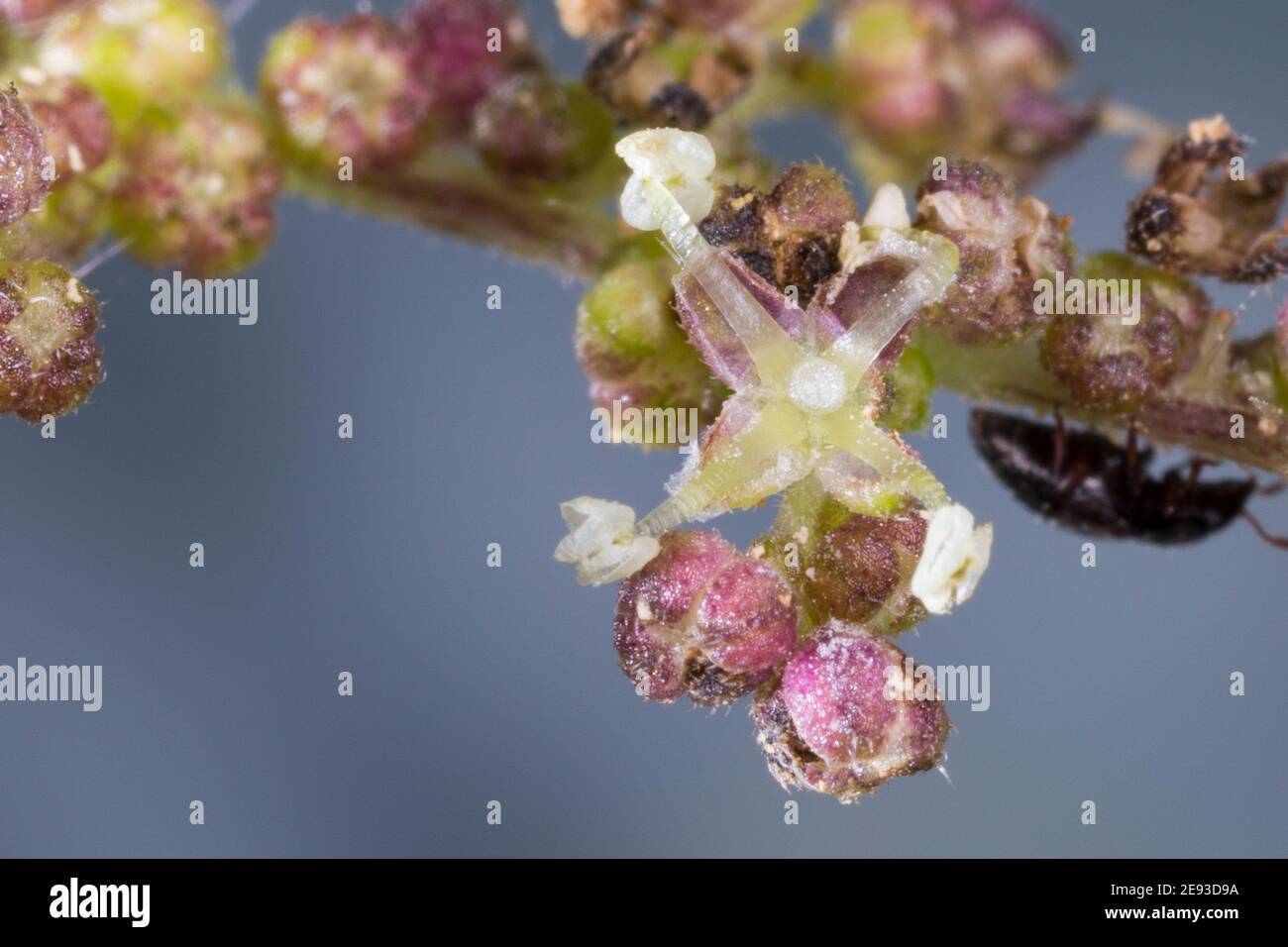 Mannliche pflanze hi-res stock photography and images - Alamy