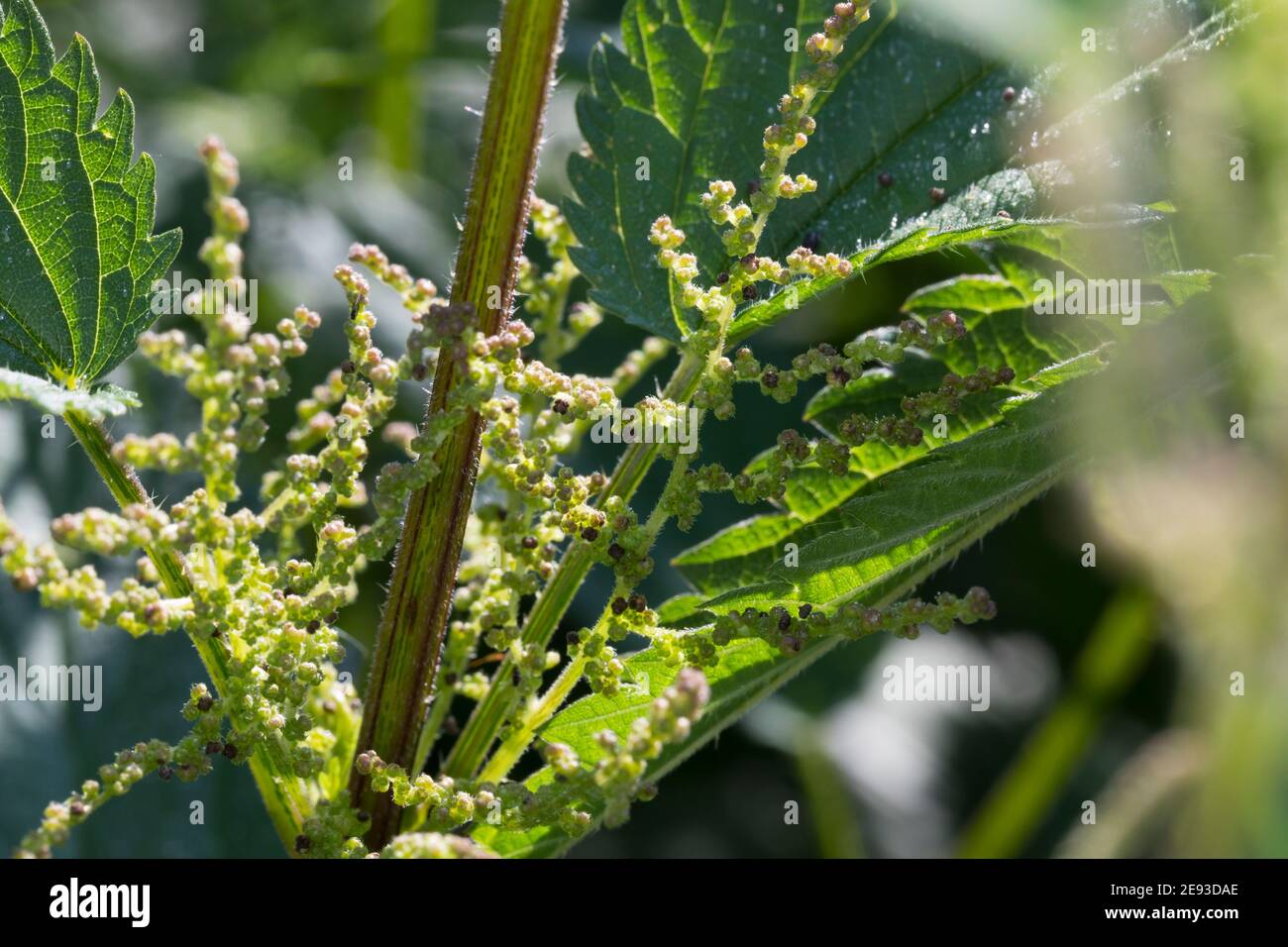Brennnessel, männliche Pflanze, Männchen, männliche Blüten ...