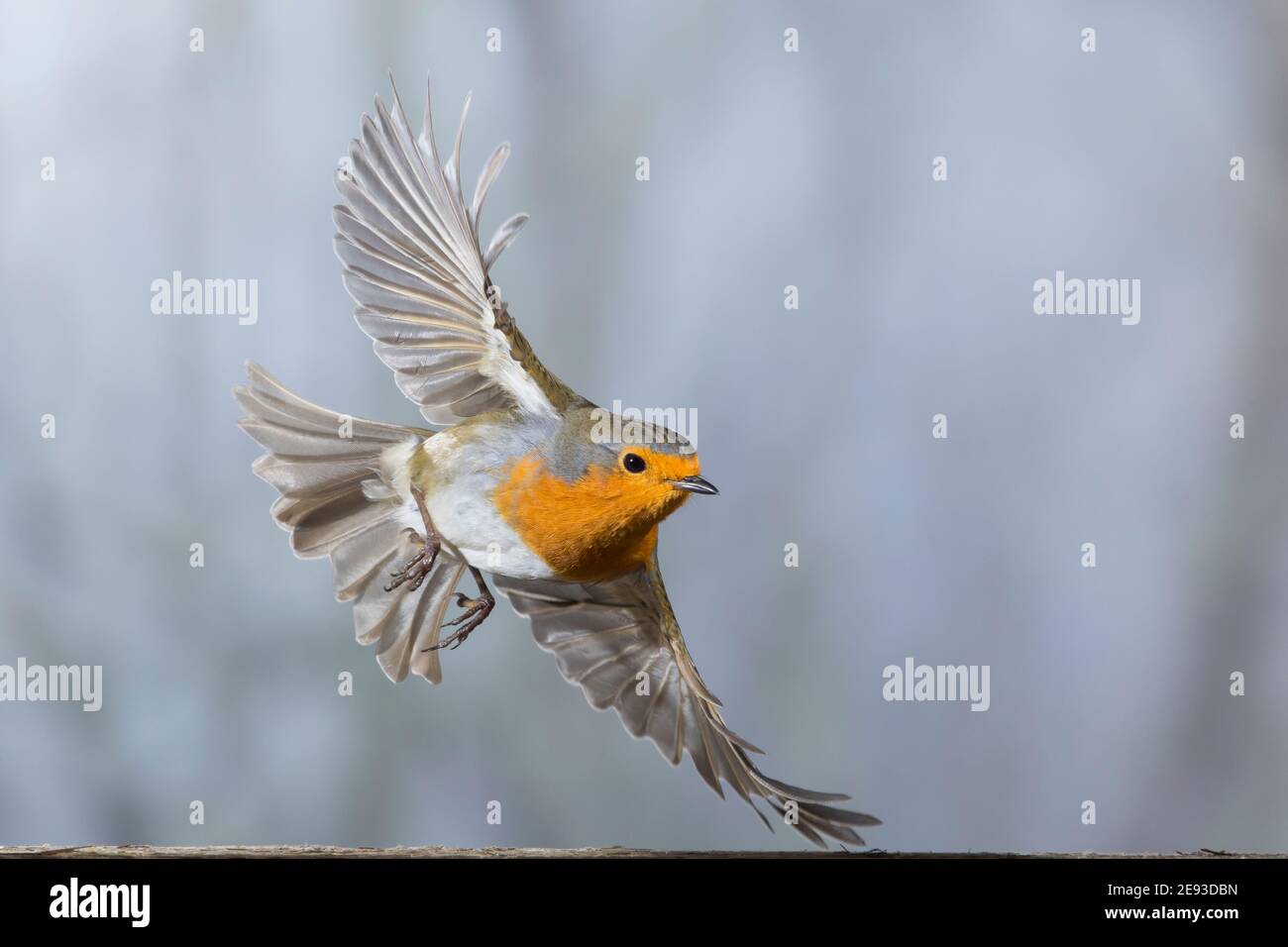 Rotkehlchen, fliegend, Flug, Flugbild, Erithacus rubecula, robin ...