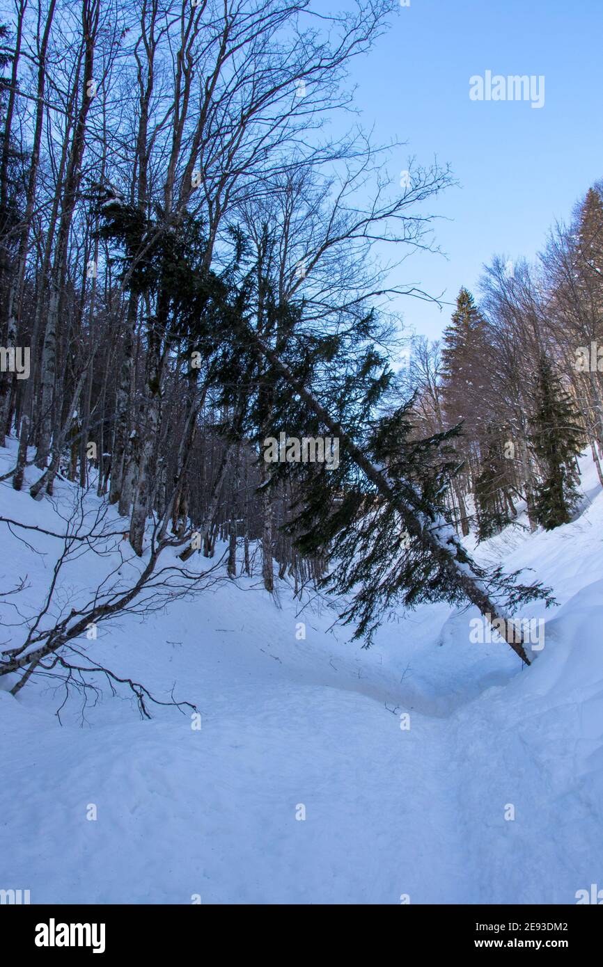 Mountain path with fallen spruce tree Stock Photo - Alamy