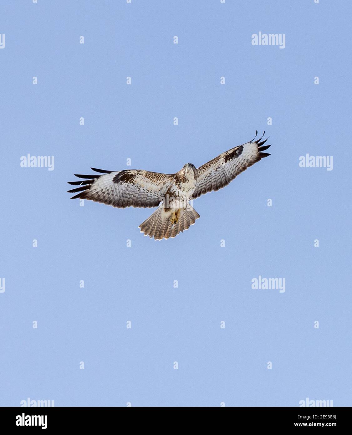 Common Buzzard In Flight Stock Photo - Alamy