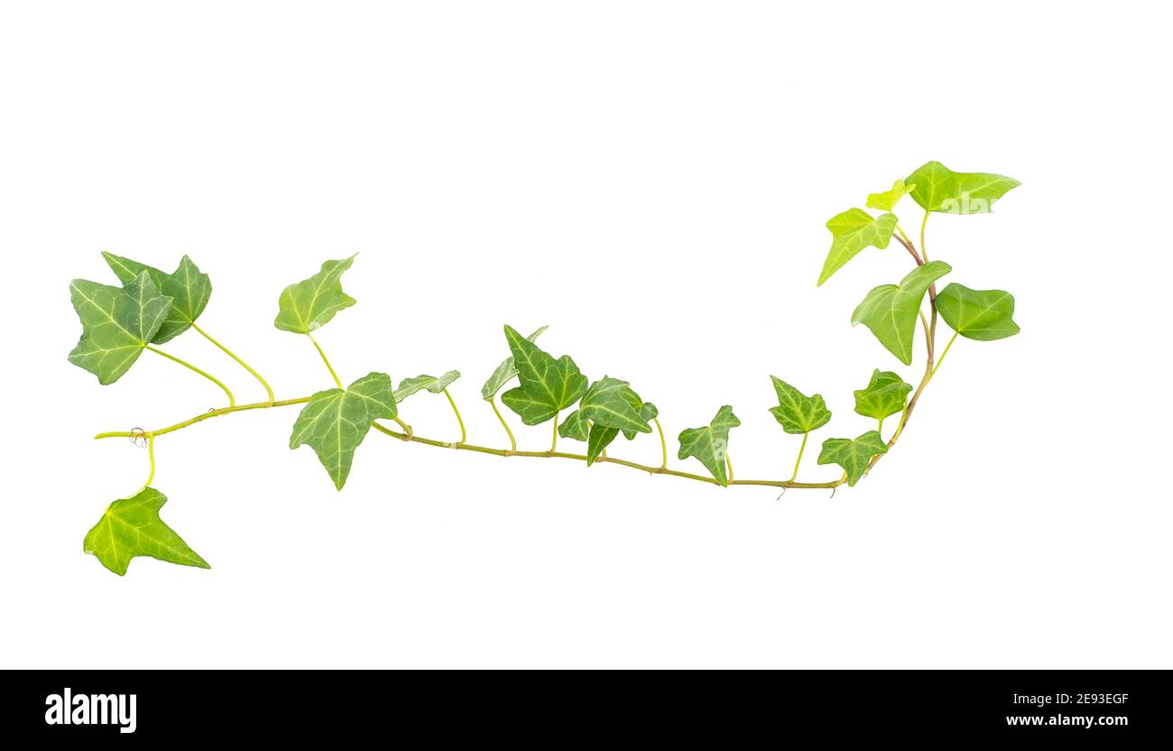 ivy isolated on a white background Stock Photo - Alamy