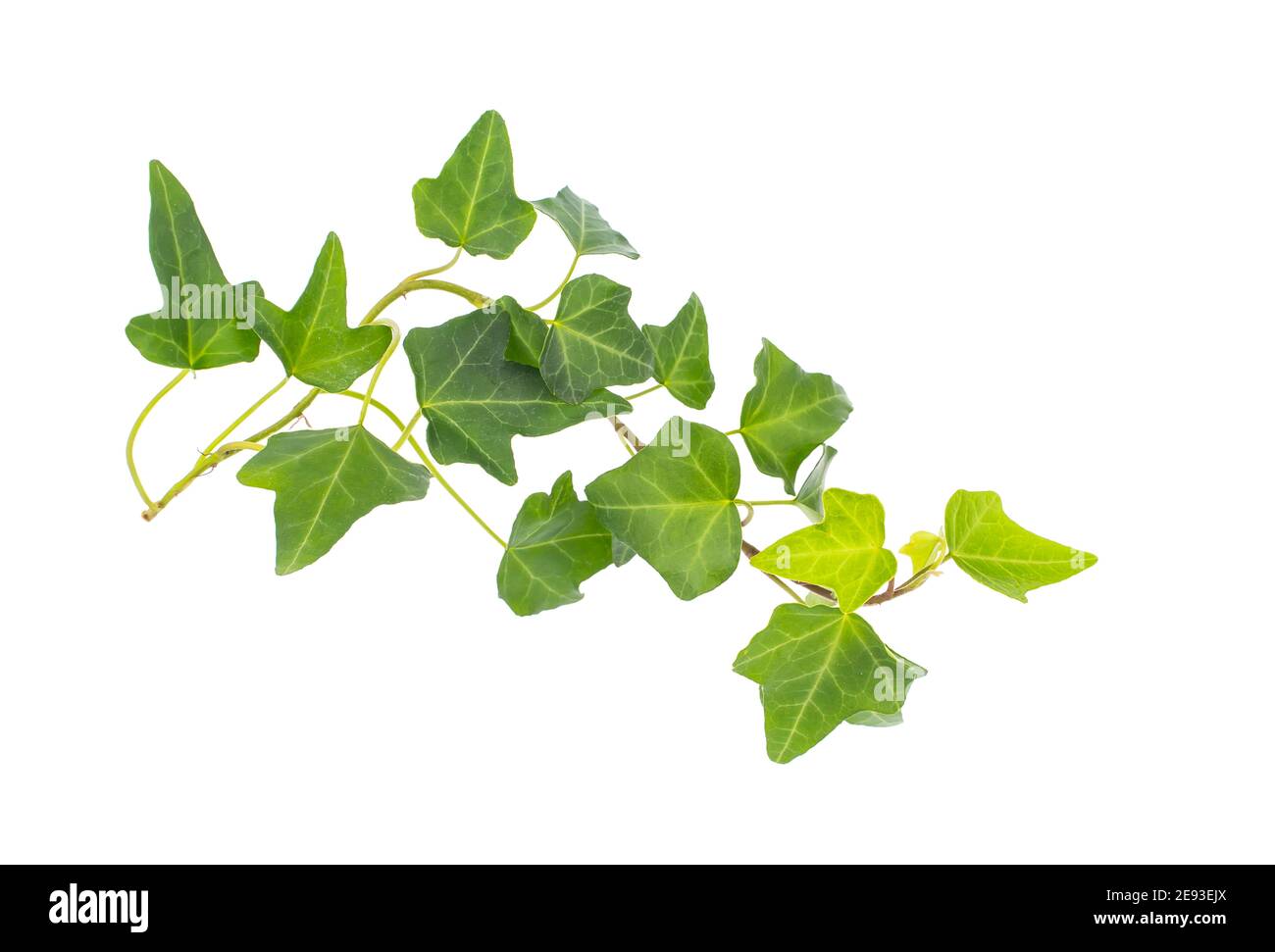 ivy isolated on a white background Stock Photo - Alamy