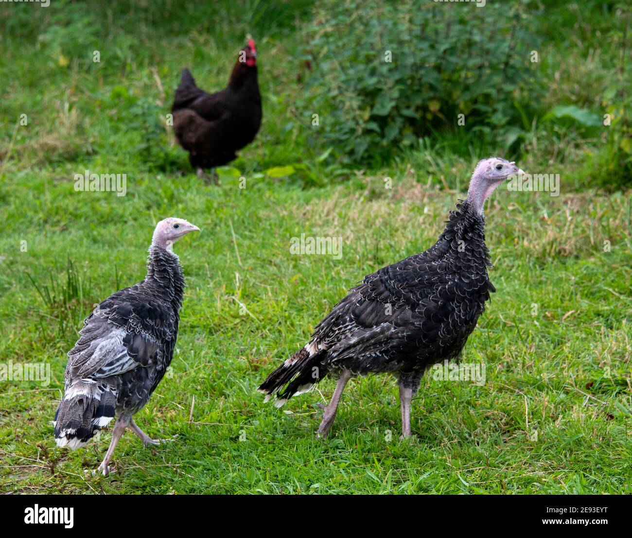 Keeping turkeys hi-res stock photography and images - Alamy