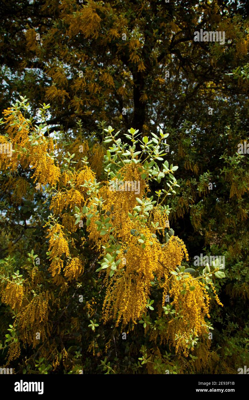 Flores de encina hi-res stock photography and images - Alamy