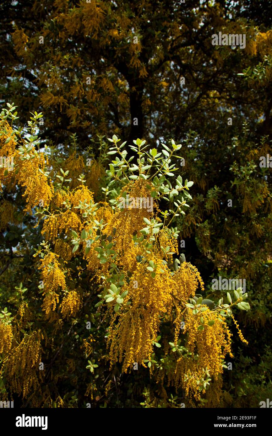 Flores de encina hi-res stock photography and images - Alamy