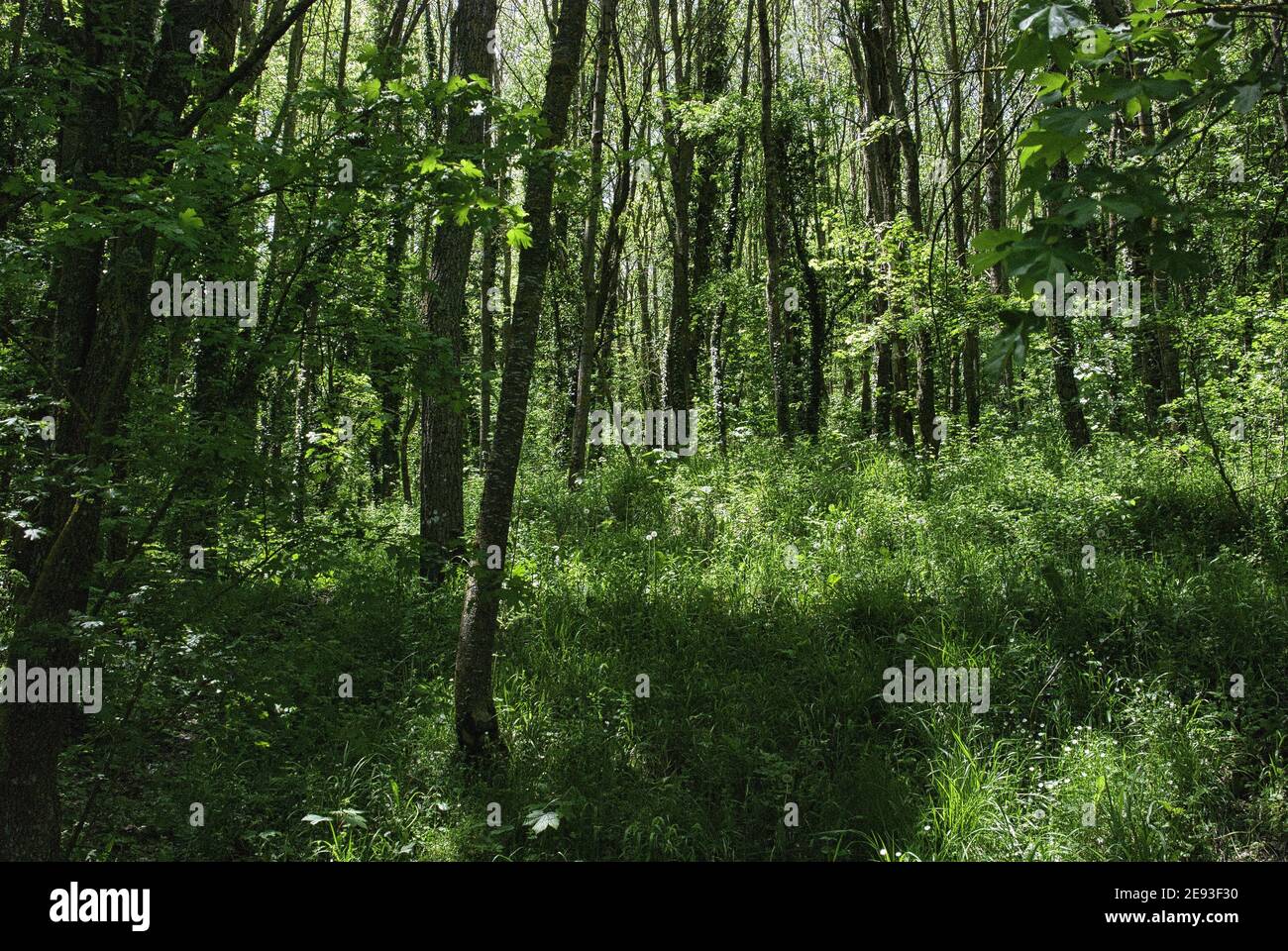 Nature in all its splendor Stock Photo - Alamy