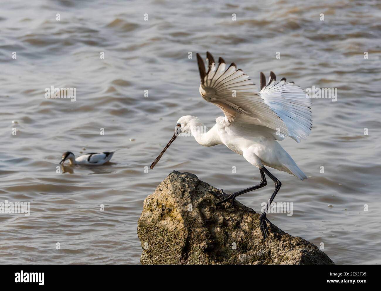 Black-faced Spoonbill at waterland in shenzhen,china Stock Photo - Alamy