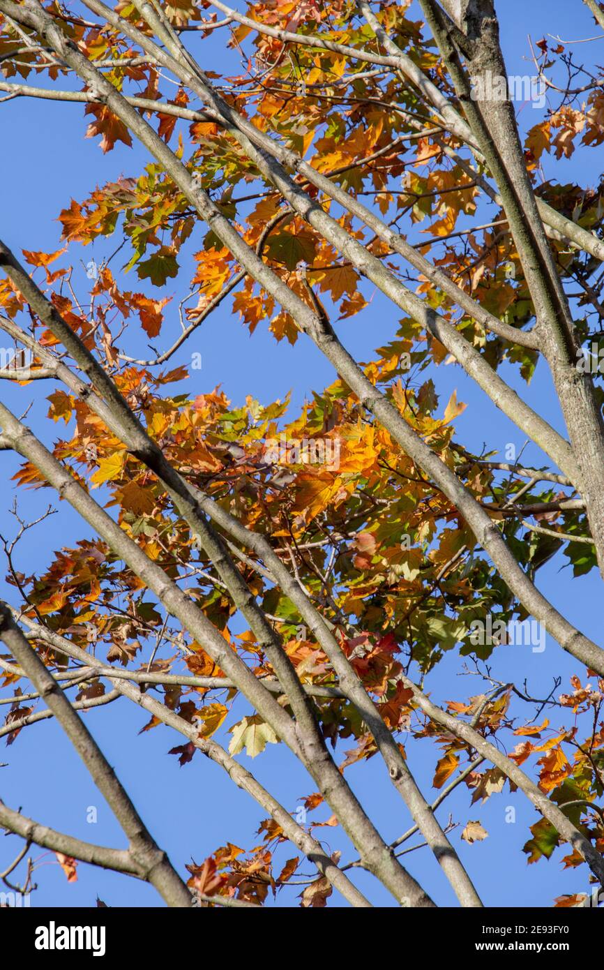 Autumn tree leaves texture background. leaf background texture Stock ...