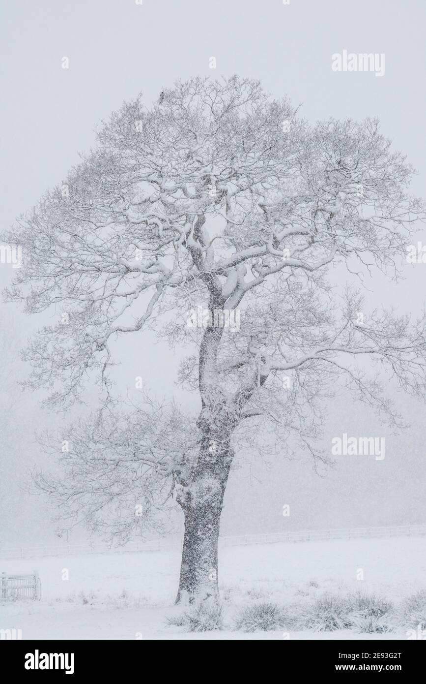 A snow storm at Wollaton Park, Nottingham Nottinghamshire England UK ...