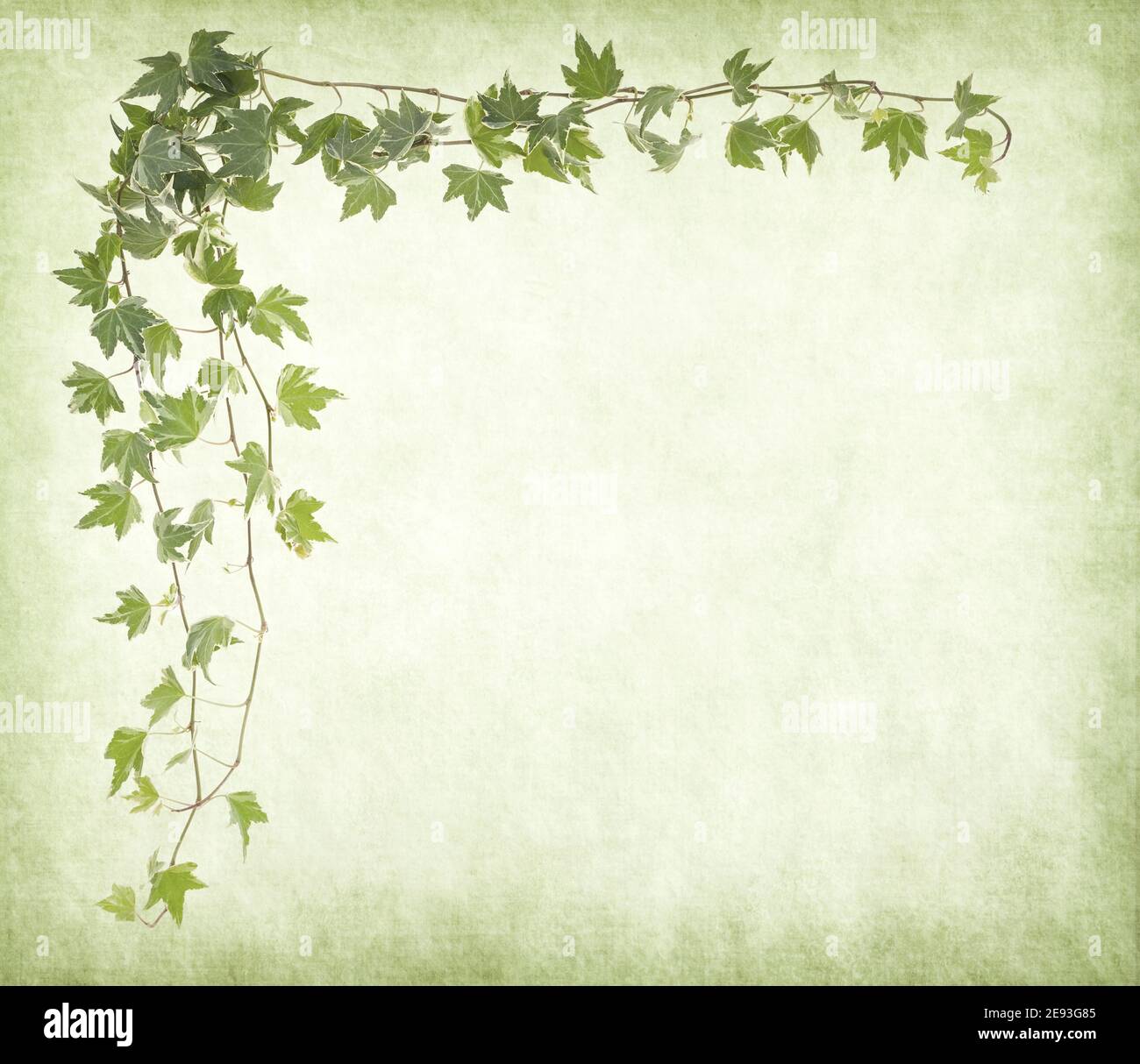 green ivy on old grunge antique paper texture Stock Photo - Alamy