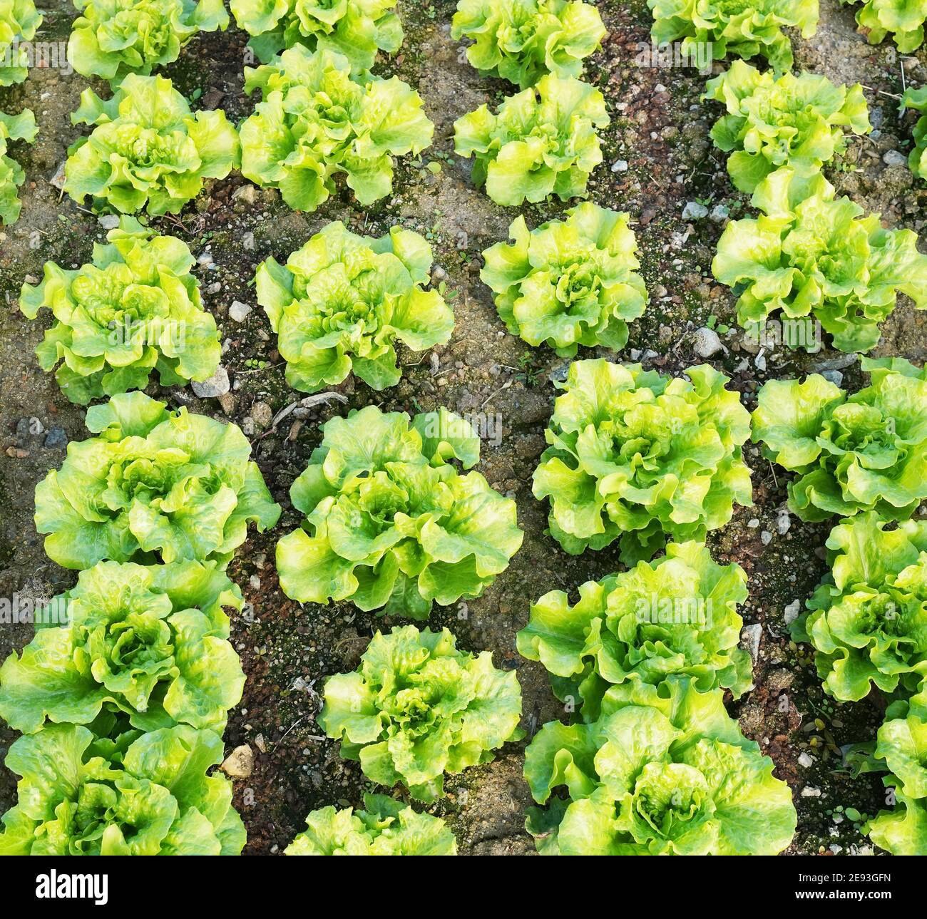 Food in lettuce hi-res stock photography and images - Alamy